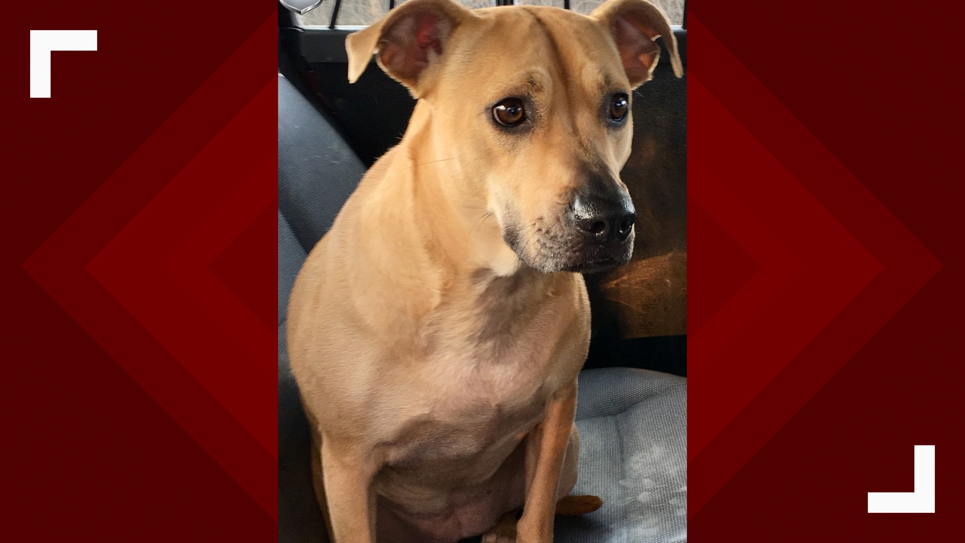 Dog rescued following carjacking, crash on I-90 in East Central Spokane ...