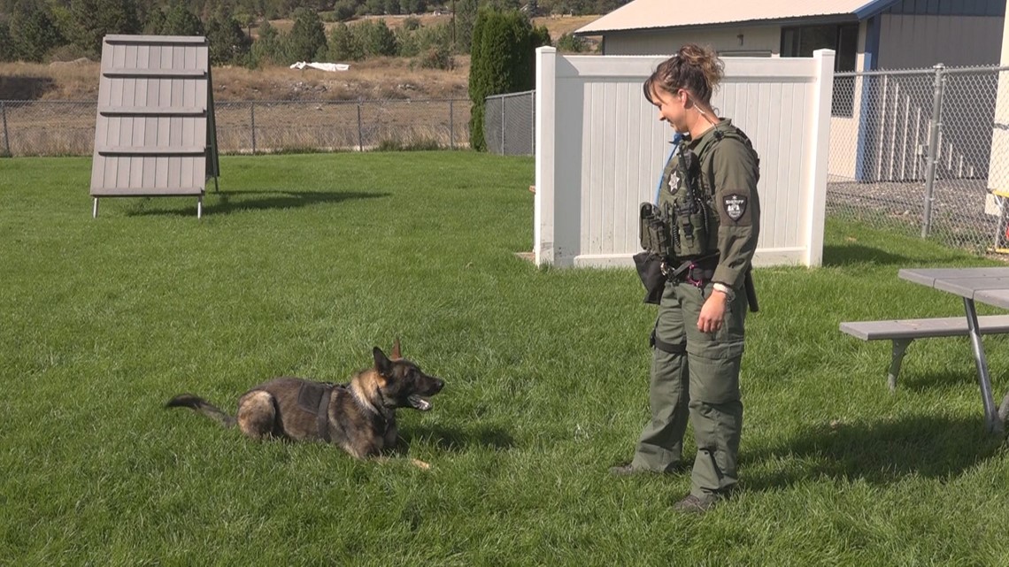 Spokane County Sheriff's Office adds two new K9s to growing team | krem.com