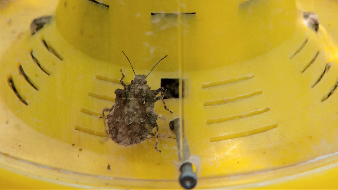 10 things to know about stink bugs | krem.com