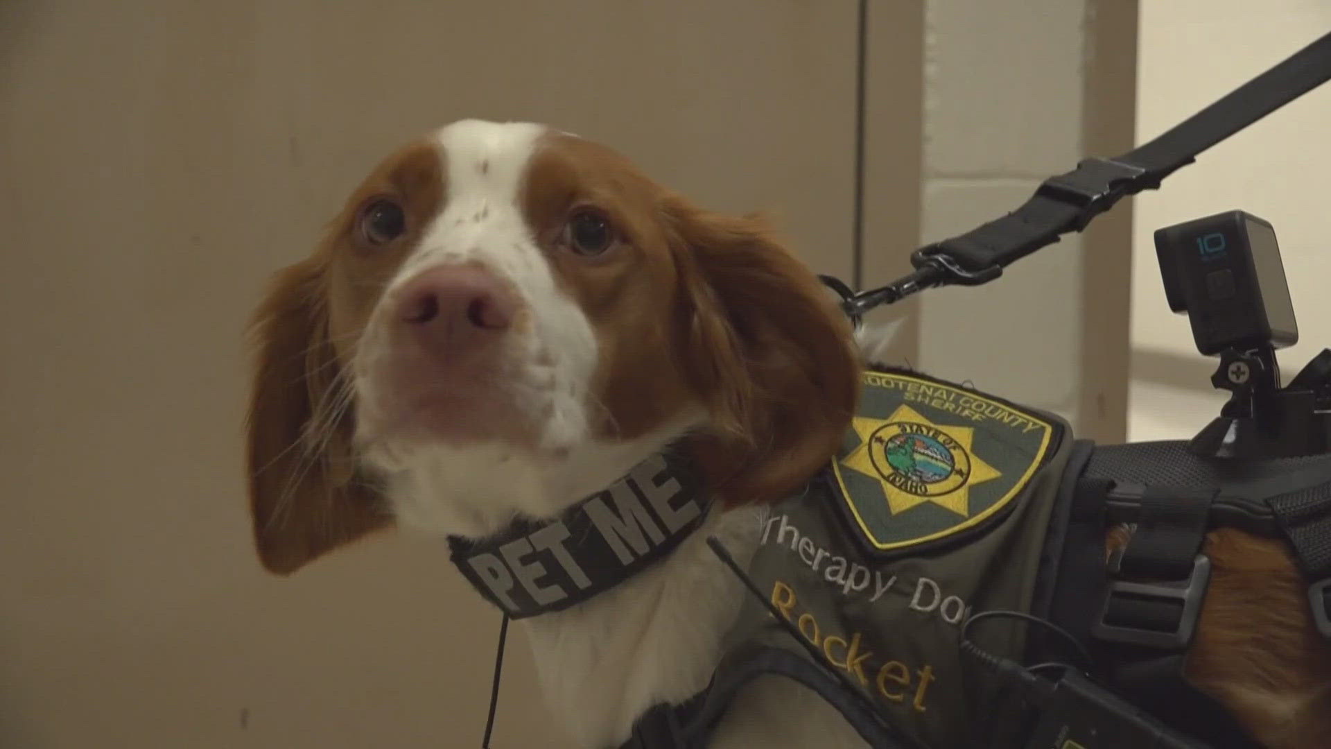 Kootenai County's therapy dog, Rocket, up for First Responder Paws ...