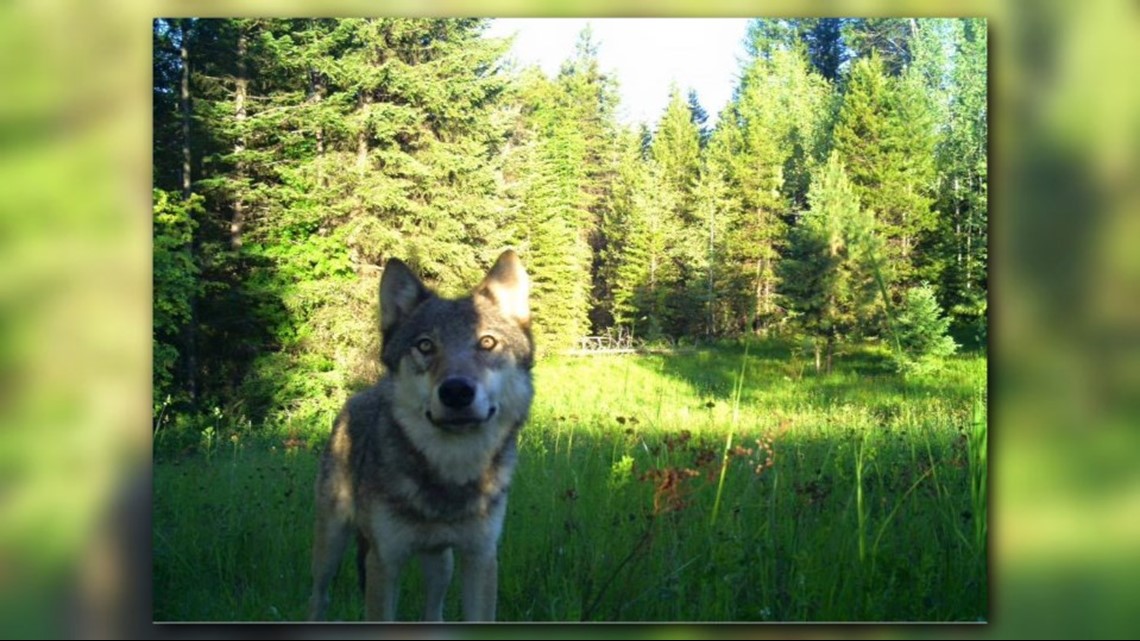 PHOTOS: Washington ranchers struggle to keep cattle safe in wolf ...