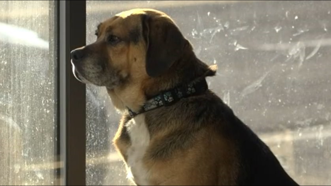 Long lost dog 'Hank' to return home | krem.com