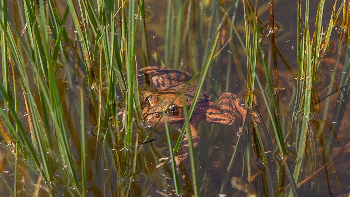 Noisy frogs in marsh leave Five Mile neighbors divided | krem.com