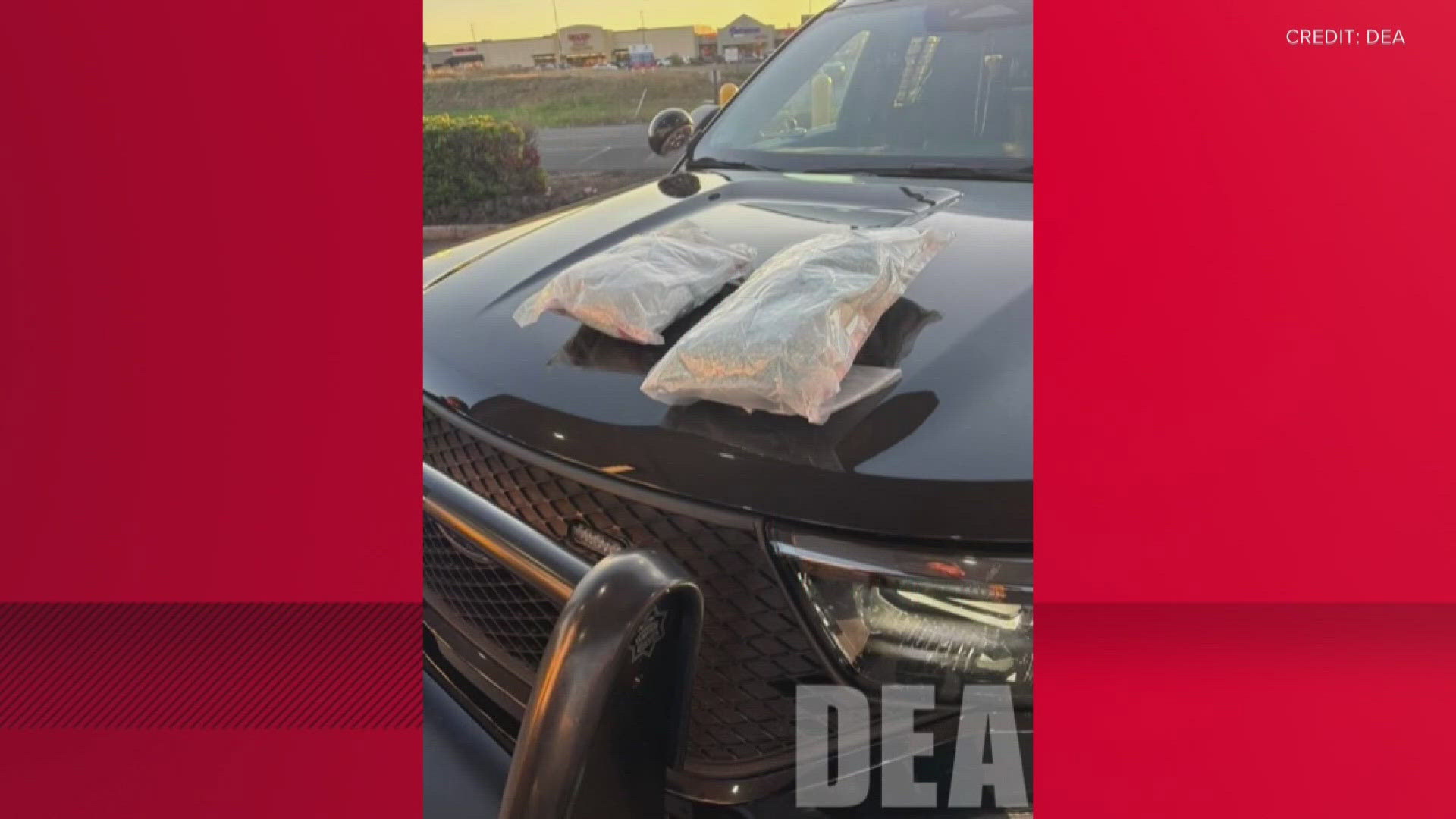 DEA seizes more than 50,000 carfentanil pills in Washington | krem.com