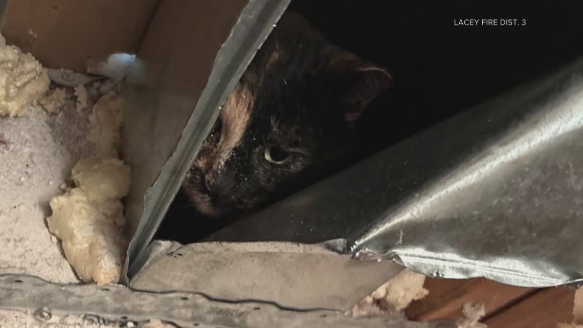 Firefighters rescue cat from wall in Western Washington | krem.com