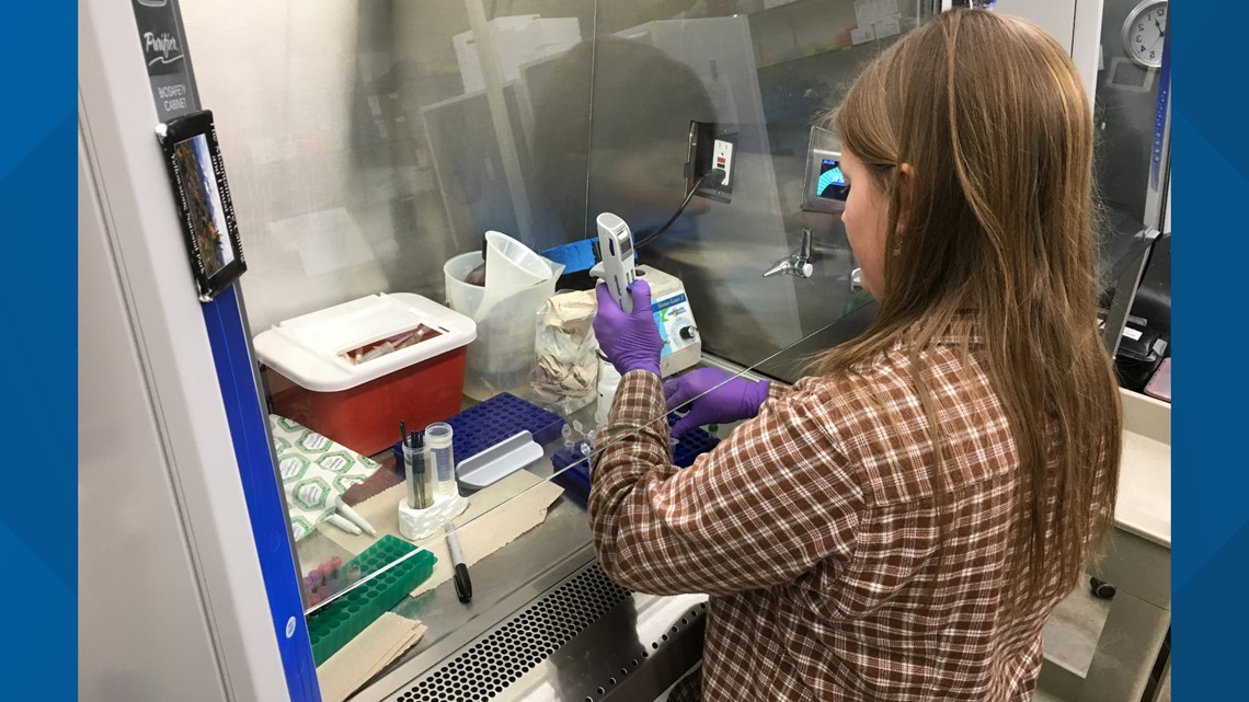 Univ. of Idaho finds easier, more efficient way to estimate wolf ...