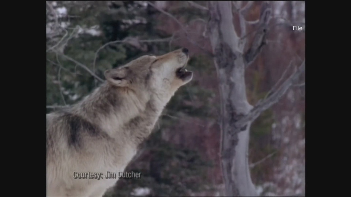 Gray wolves stay endangered species following WDFW meeting | krem.com