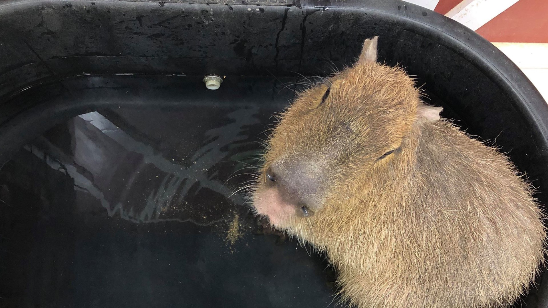 Big Red's Barn in Coeur d'Alene offering new attractions this summer | krem.com