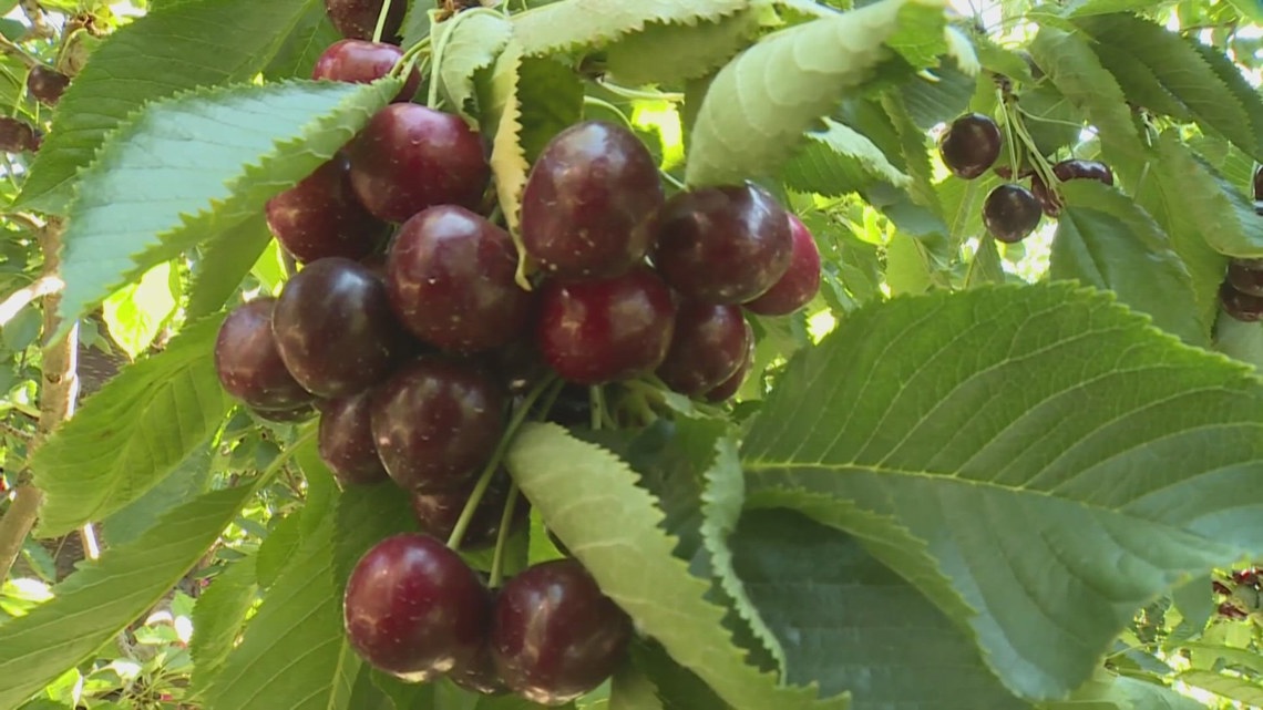 Green Bluff's annual Trot & Pit Spit returns with food and fun on July ...