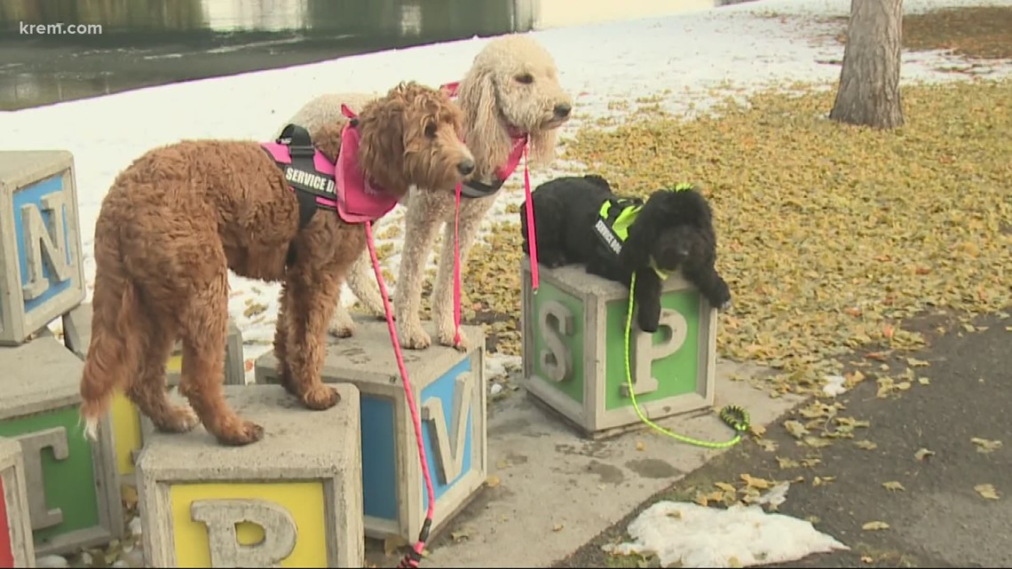 Dogology NW in Spokane trains dogs to help with PTSD, anxiety | krem.com