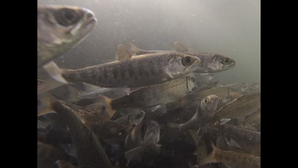 Salmon recovery bill rises plenty of testimony | krem.com