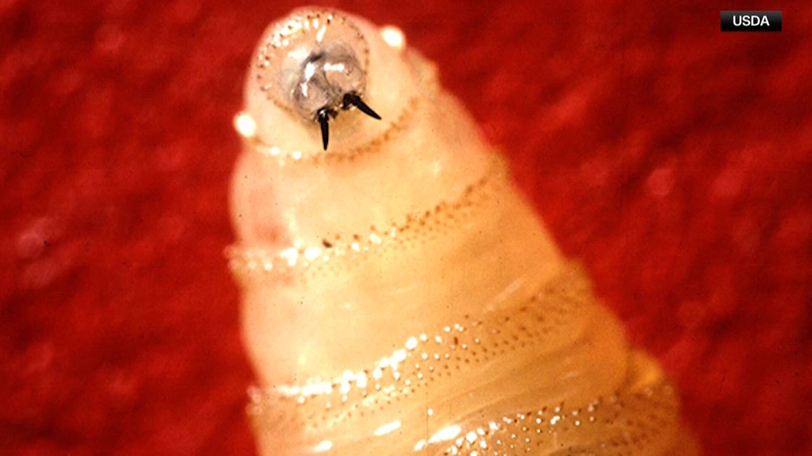 Flesh-eating screwworm near U.S. border | krem.com
