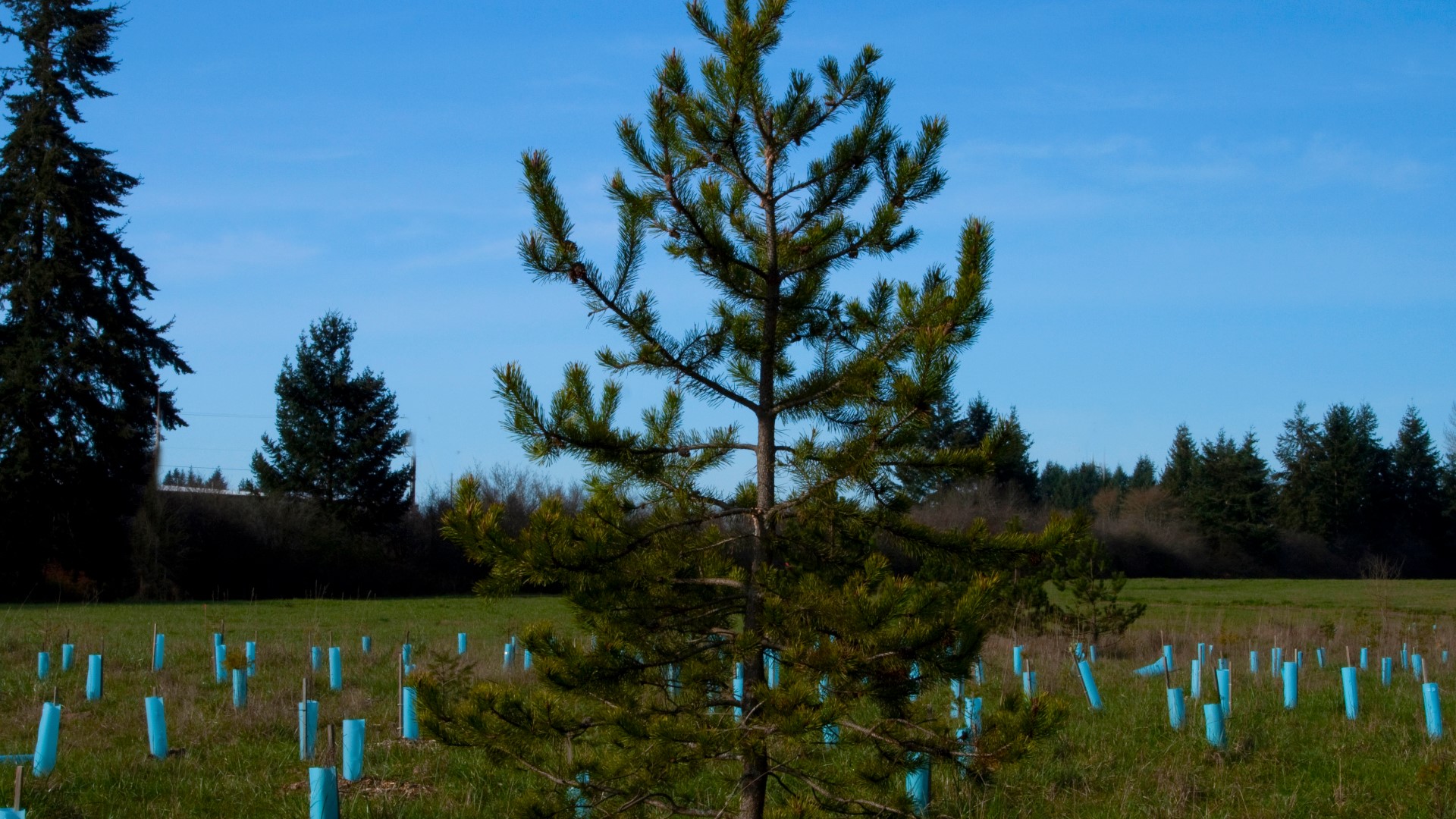 How to get free trees from the City of Spokane this fall | krem.com