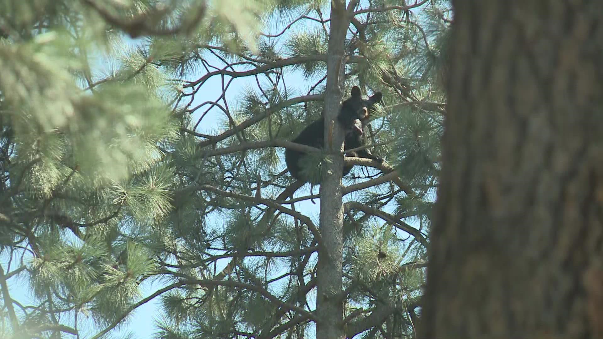 Chase continues for young bear sighting on a tree on a North Spokane ...