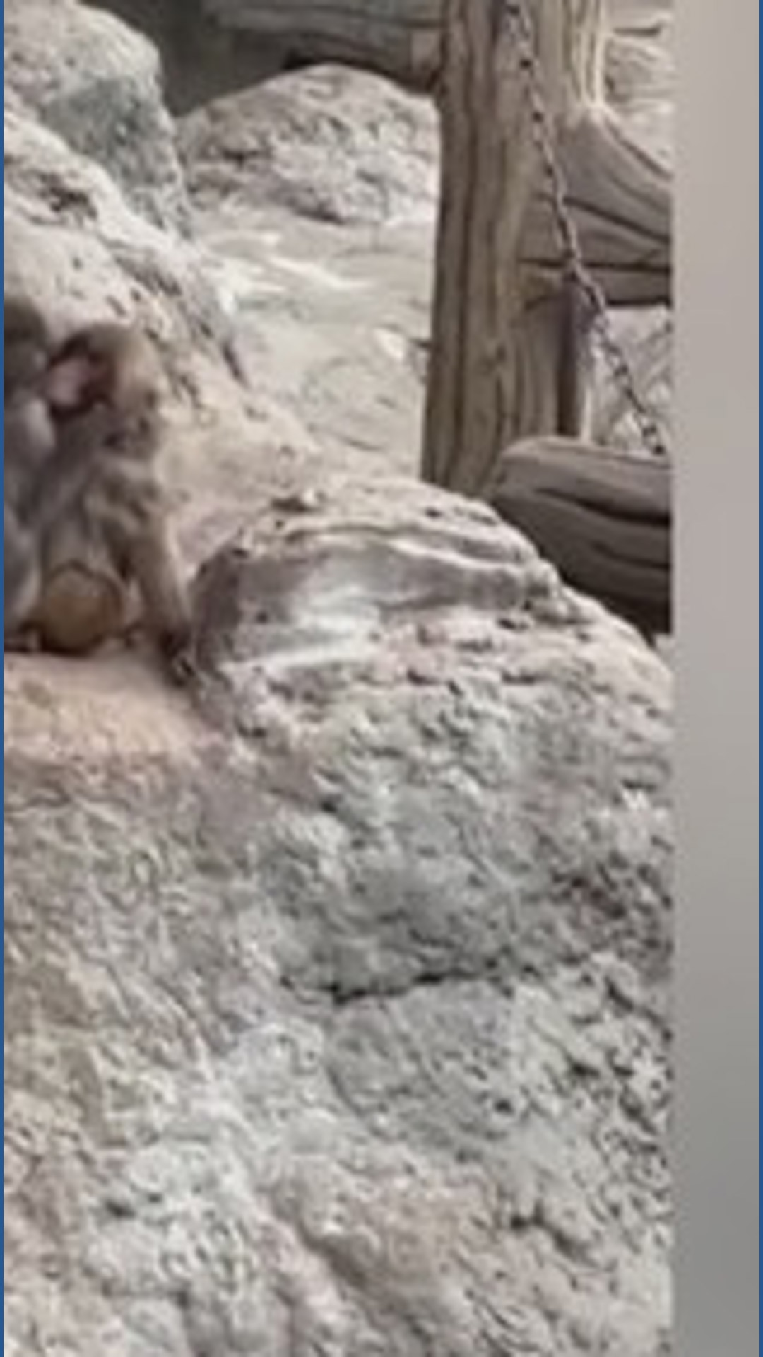 Punch the Monkey makes a friend | krem.com