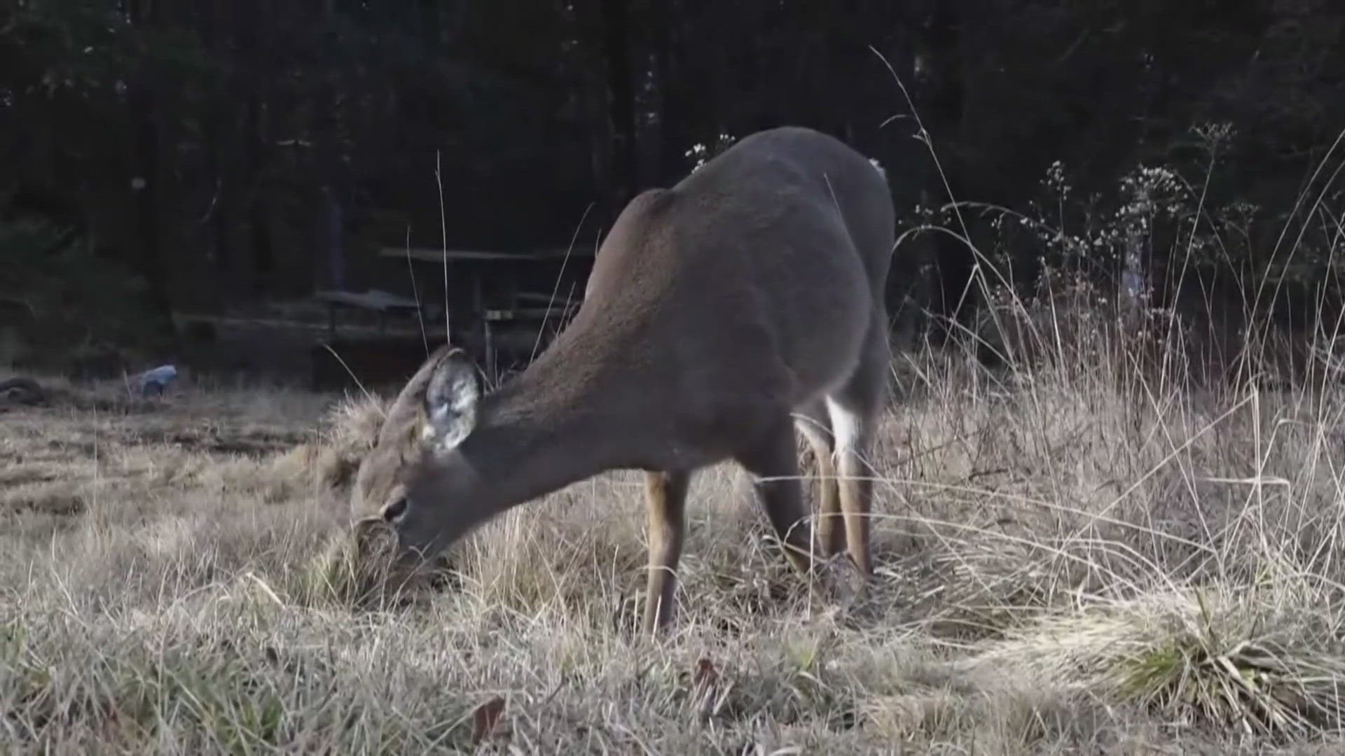 Idaho Fish and Game seeks public input on updated strategic plan | krem.com