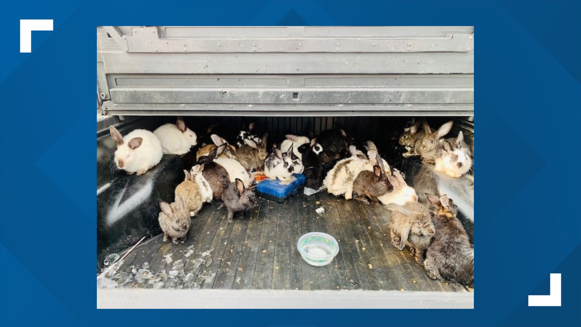 SCRAPS caring for 74 rabbits after large surrender | krem.com