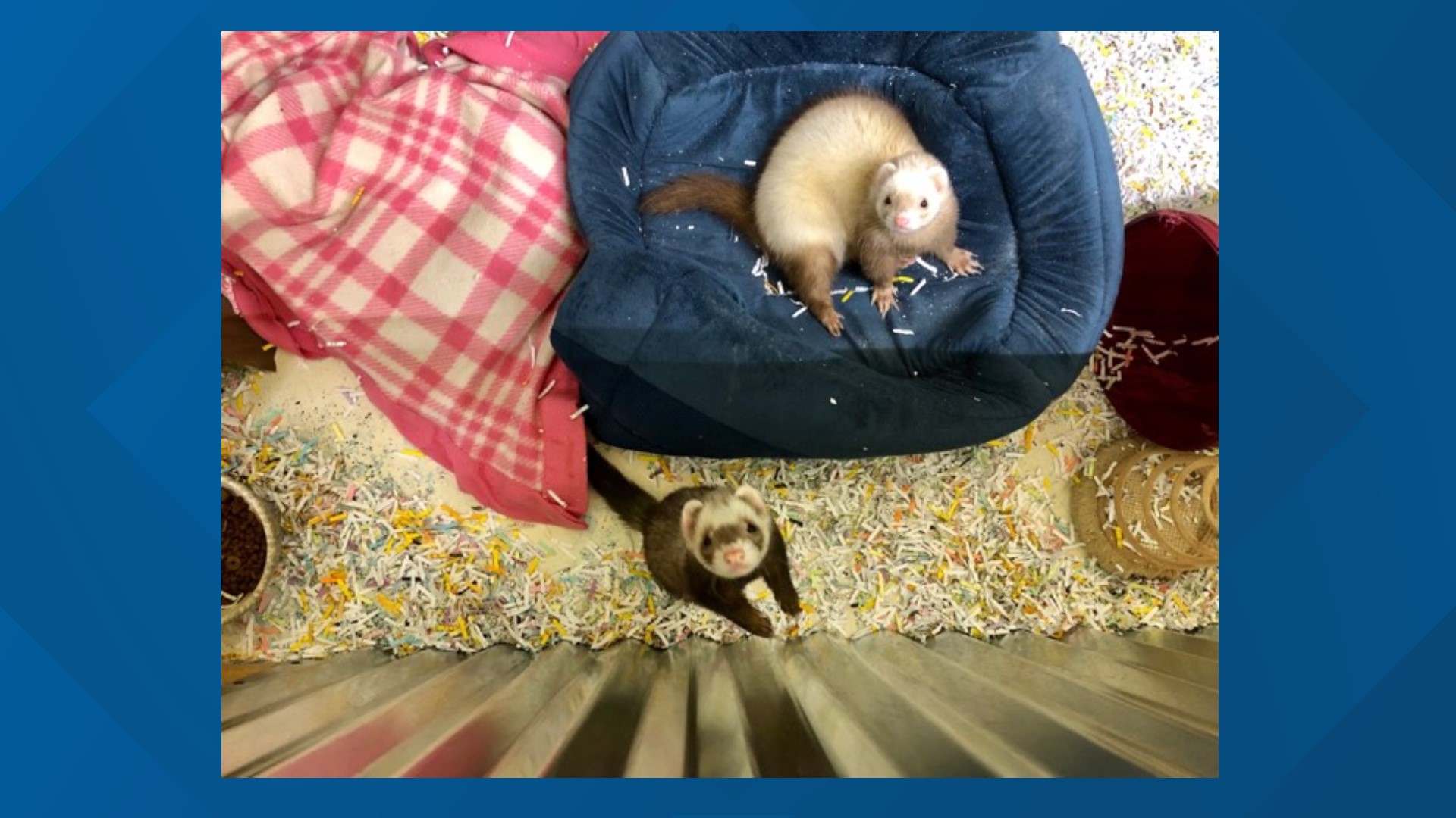 Big Red's Barn in Coeur d'Alene offering new attractions this summer | krem.com