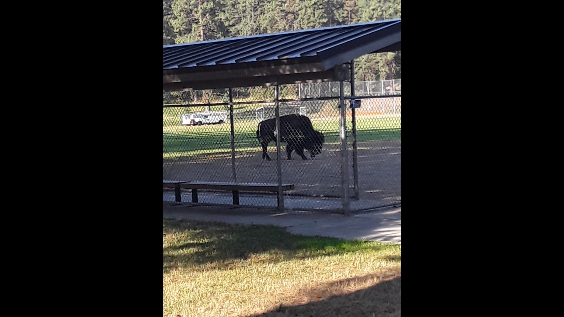 Two bison spotted at Underhill Park in Spokane | krem.com