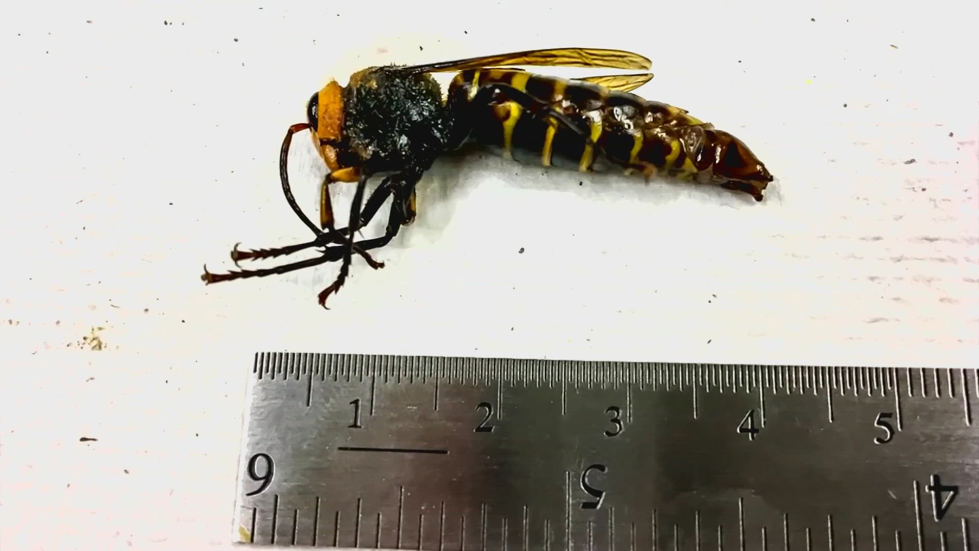 Officials: Northern giant hornets eradicated from Washington | krem.com