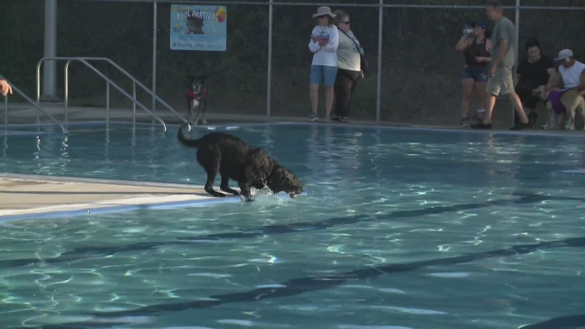 Doggie Dips at Spokane pools kicks off this weekend | krem.com