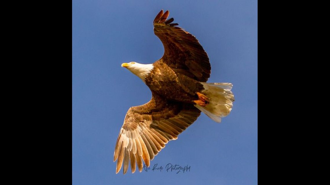Bald eagles spotted at Higgins Point | krem.com