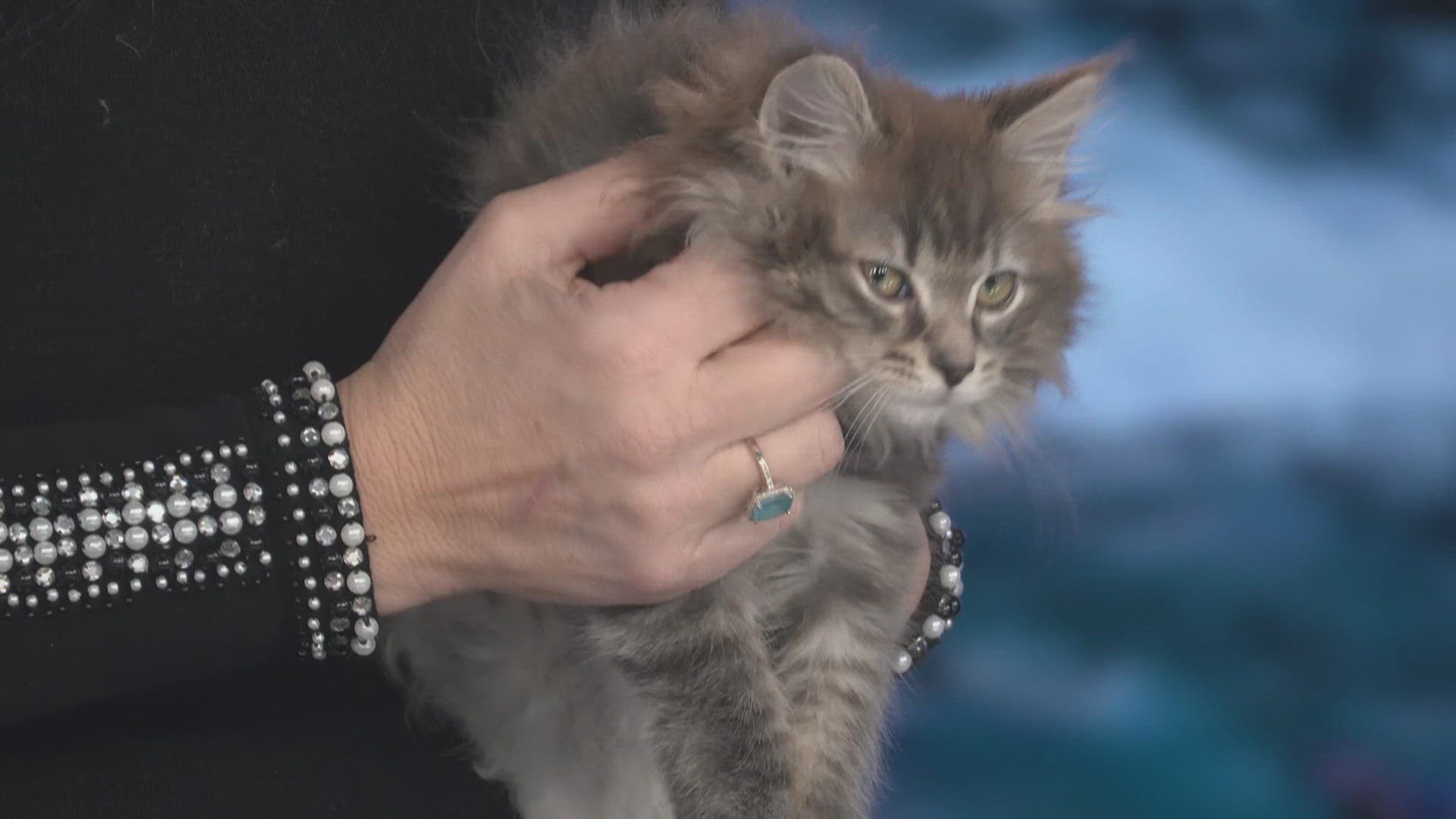 Pick of the Litter: Meet Ozzie, a cute kitty available for adoption ...