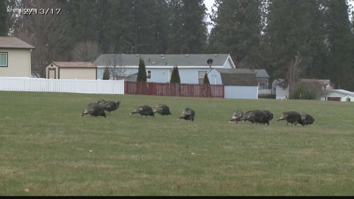 Video: Turkeys are taking over Spokane's South Hill | krem.com