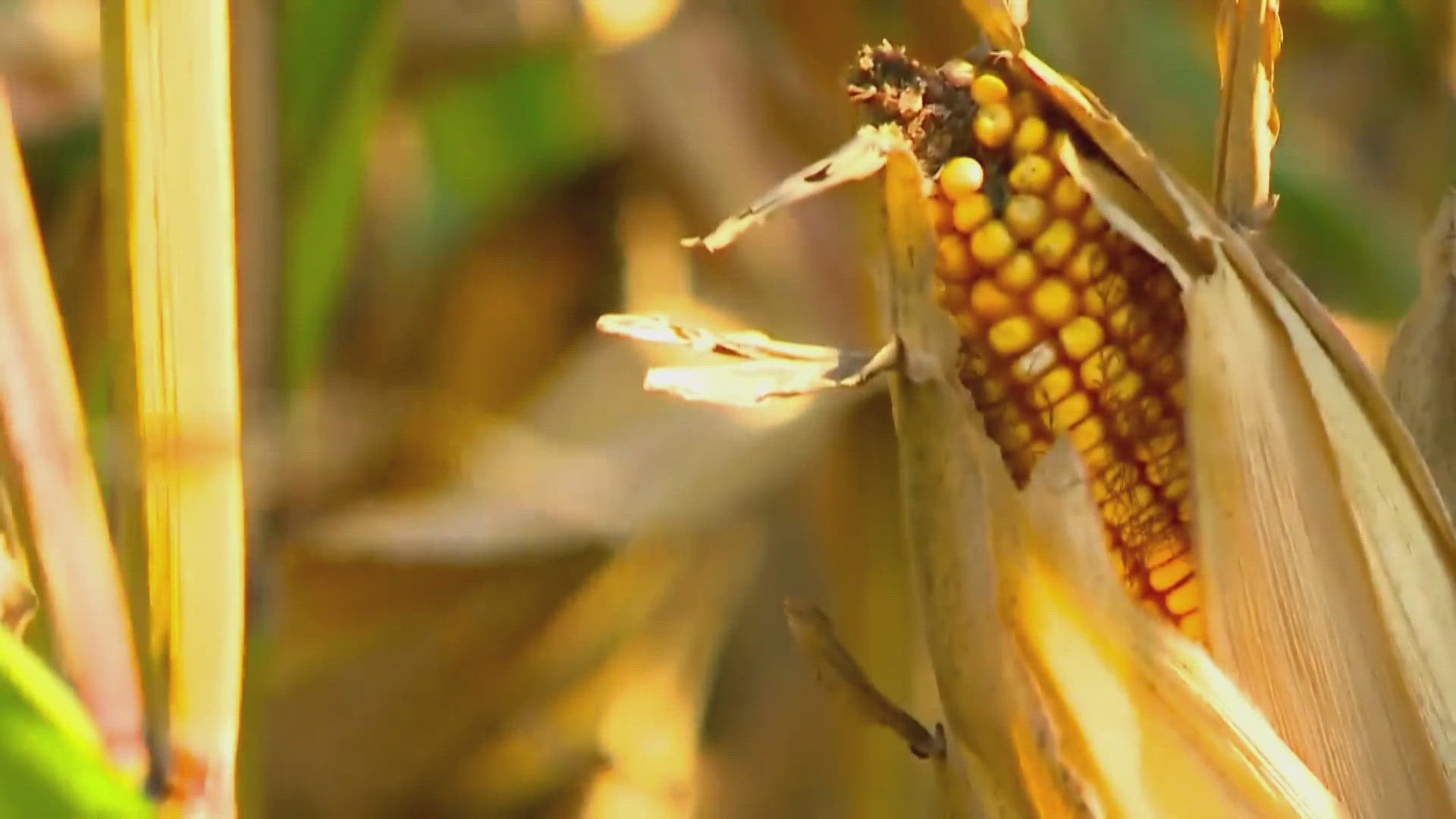 WSU researchers explore corn's role in boosting lithium-sulfur ...