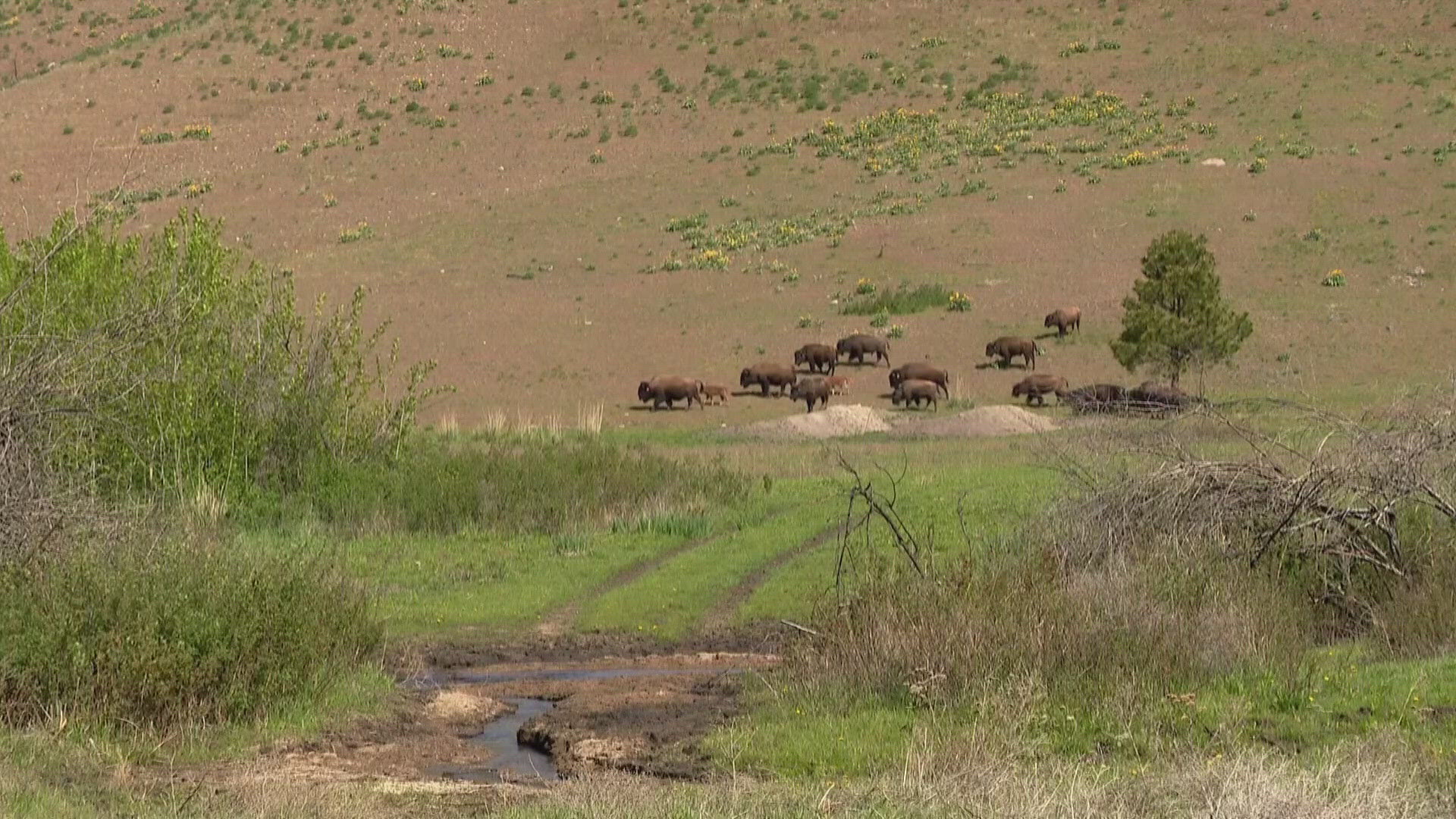 Kalispel Tribe helps paralyzed veterans hunt again | krem.com