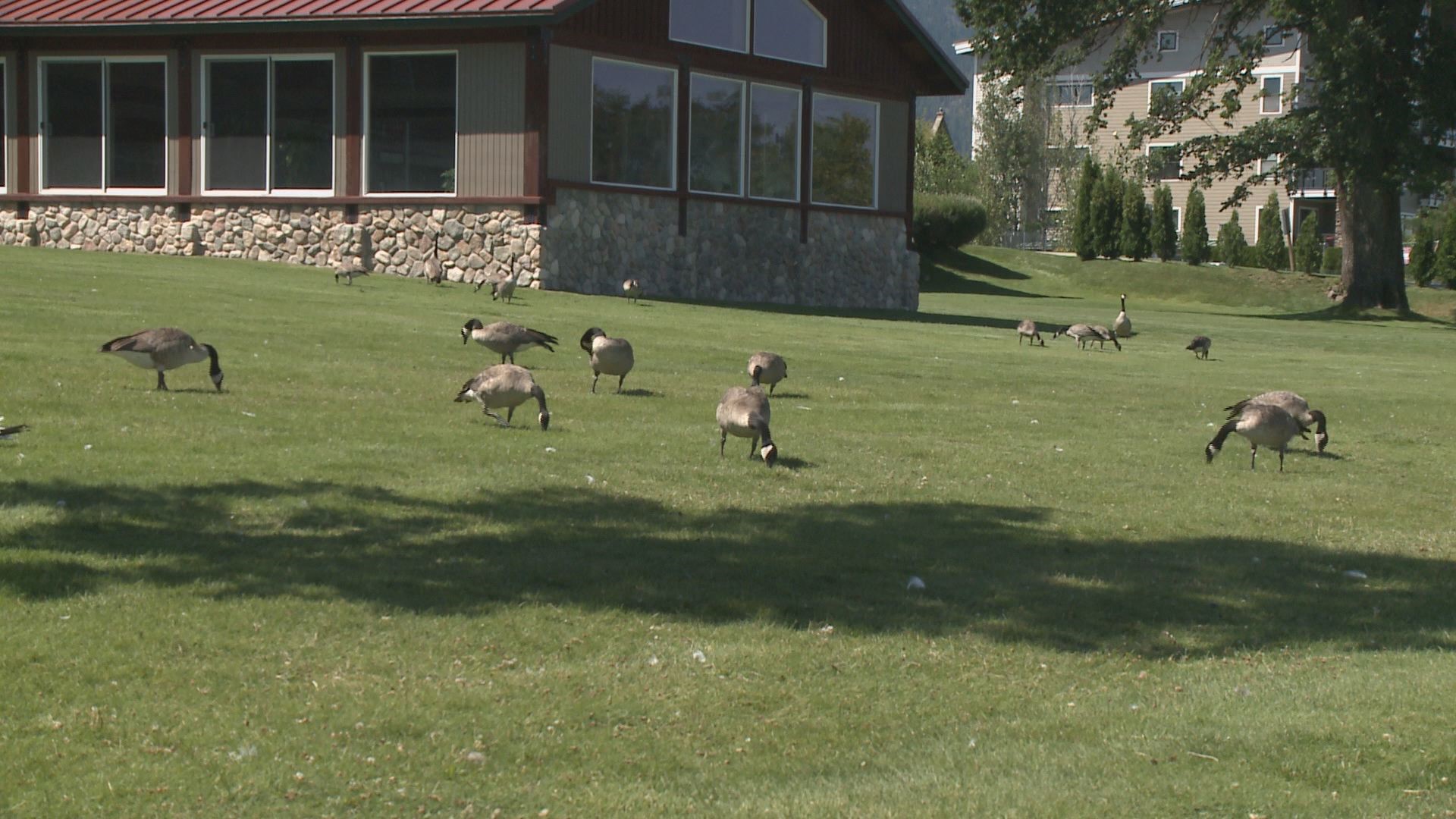 After attempt to relocate nuisance geese from Sandpoint beach, some of ...