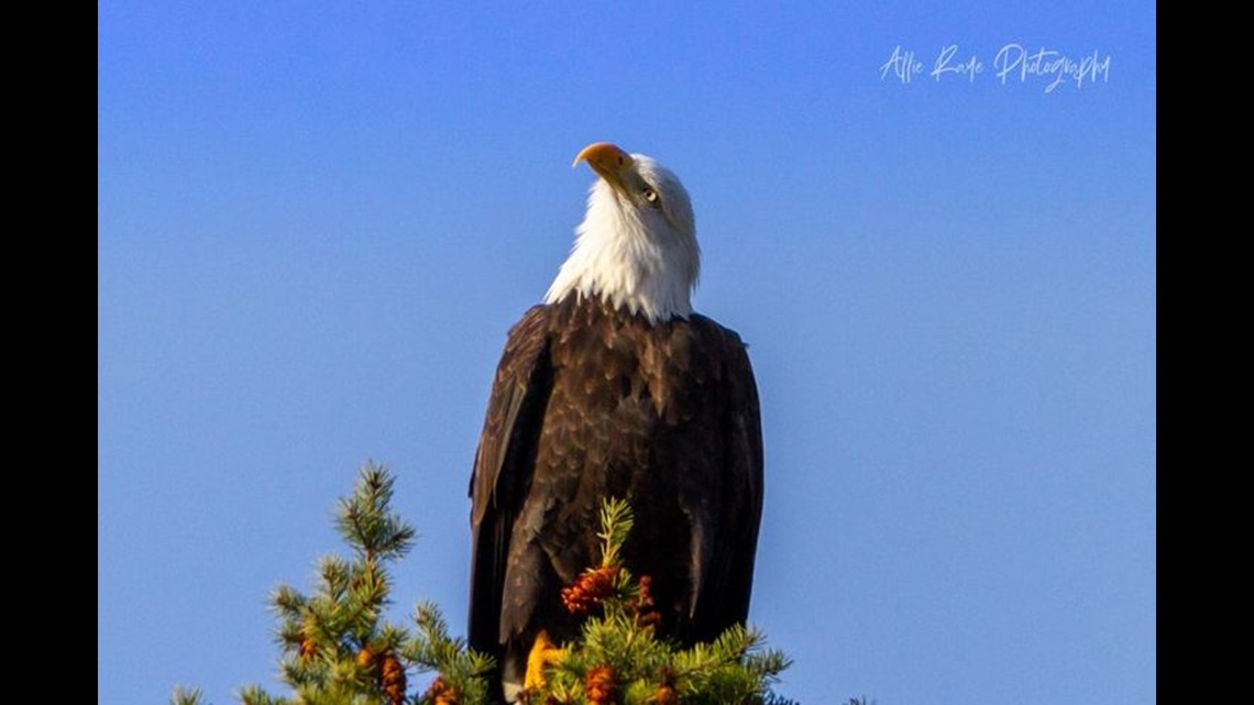 Bald eagles spotted at Higgins Point | krem.com