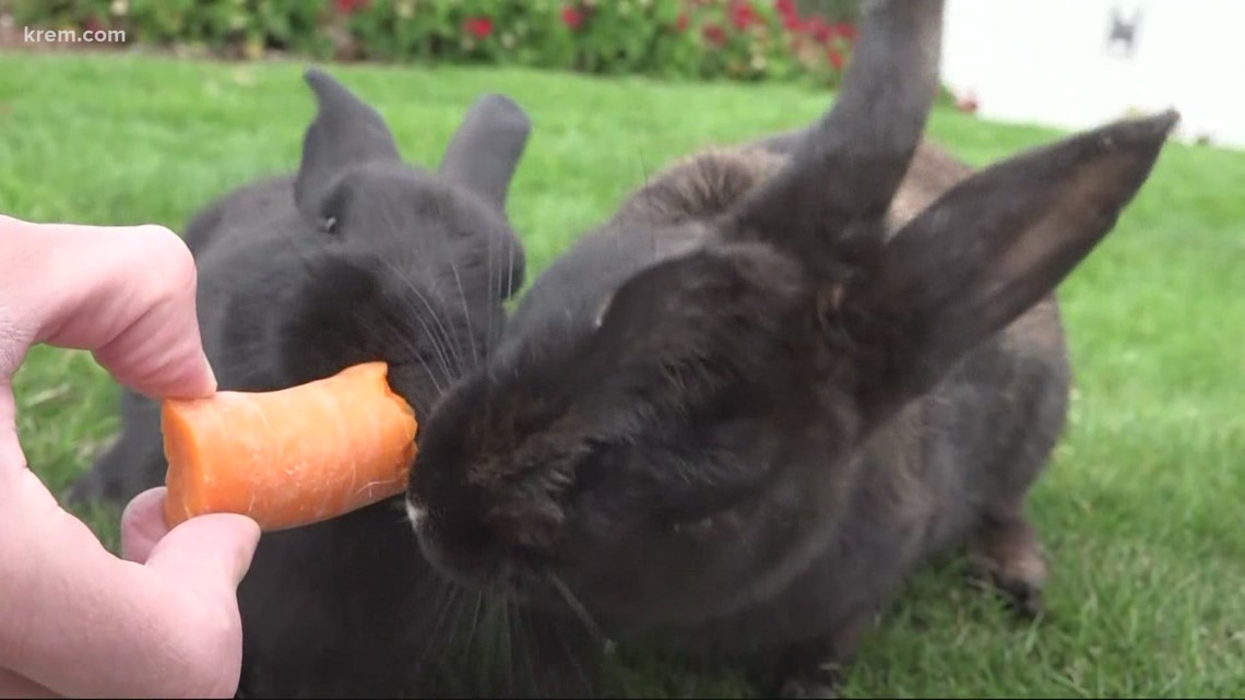 Deadly bunny disease is sweeping the west | krem.com