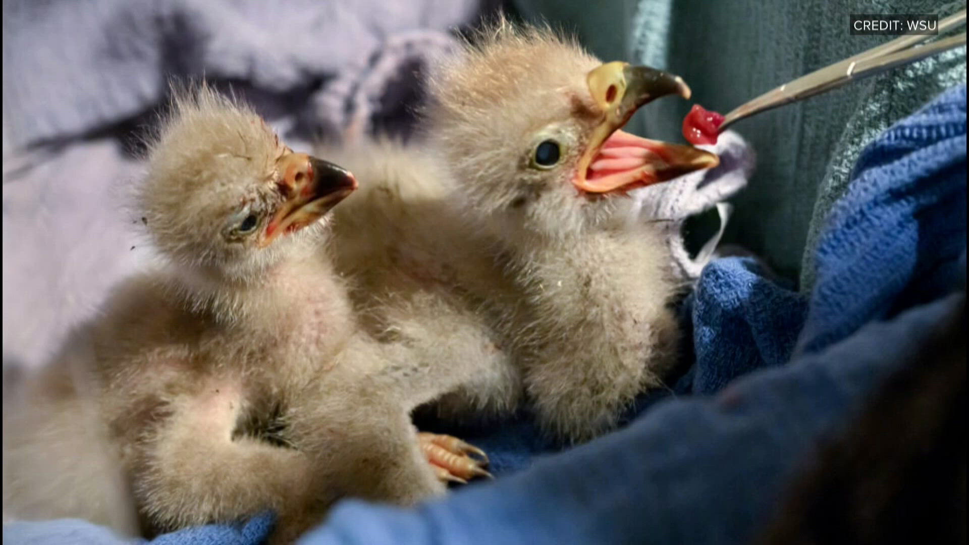WSU veterinarians rescue and rehabilitate its youngest bald eagle ...