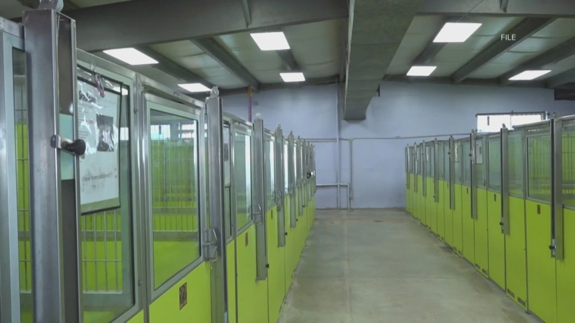 SpokAnimal euthanizes one dog with illness | krem.com