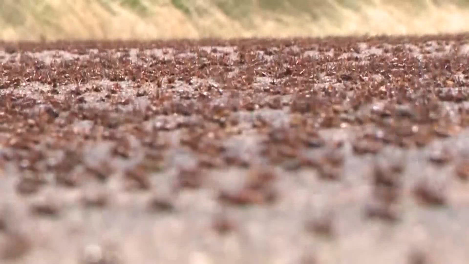 'Mormon Crickets' swarm in Idaho | krem.com