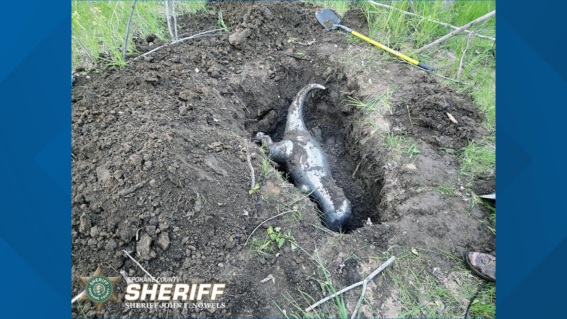 Spokane deputies recover stolen metal T-Rex statue buried underground ...