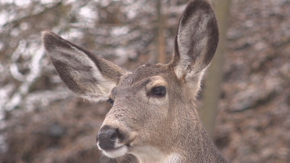 WDFW's newest emergency rule to stop the spread of CWD | krem.com