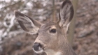 WDFW's newest emergency rule to stop the spread of CWD | krem.com