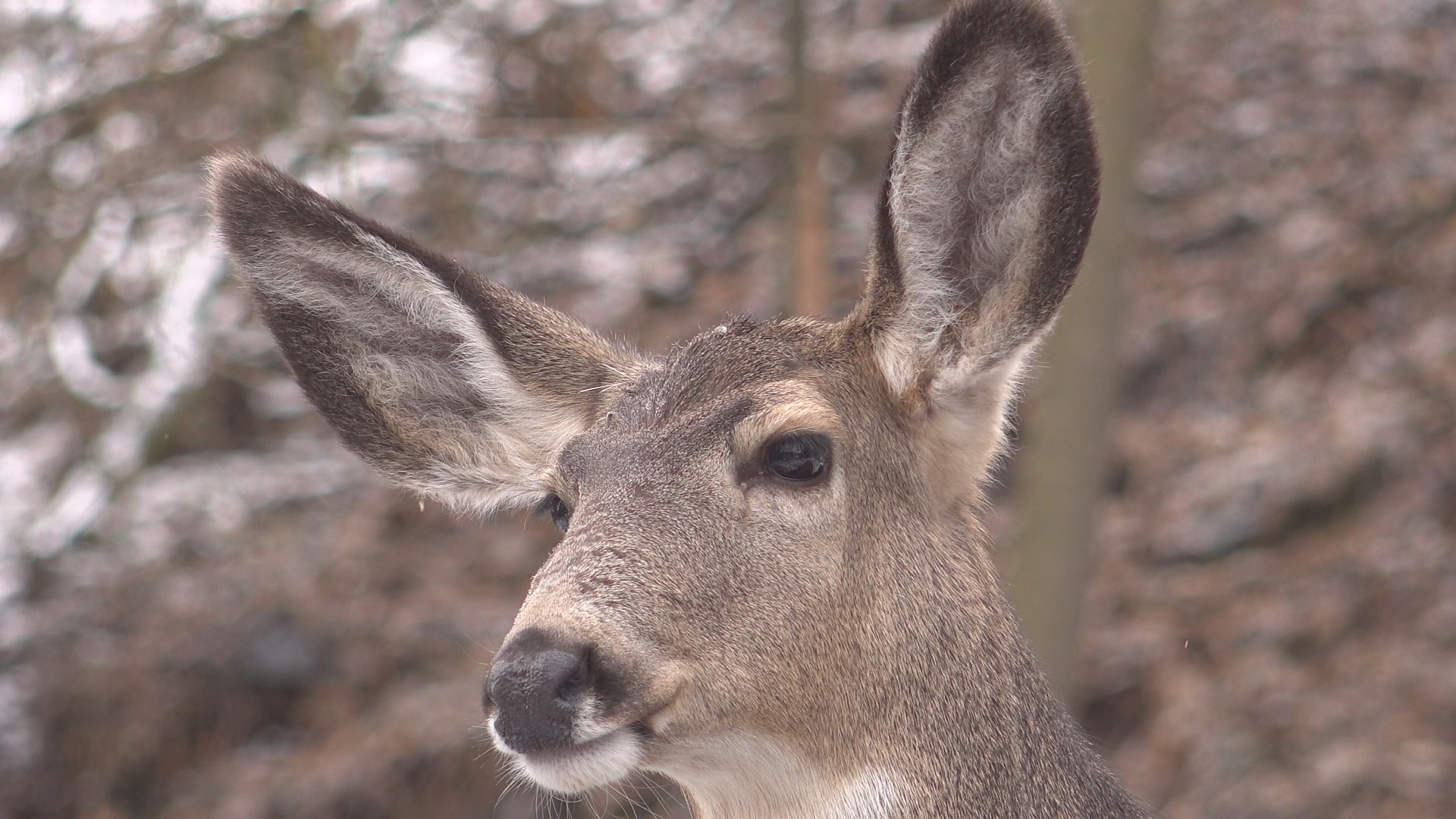 WDFW's newest emergency rule to stop the spread of CWD | krem.com