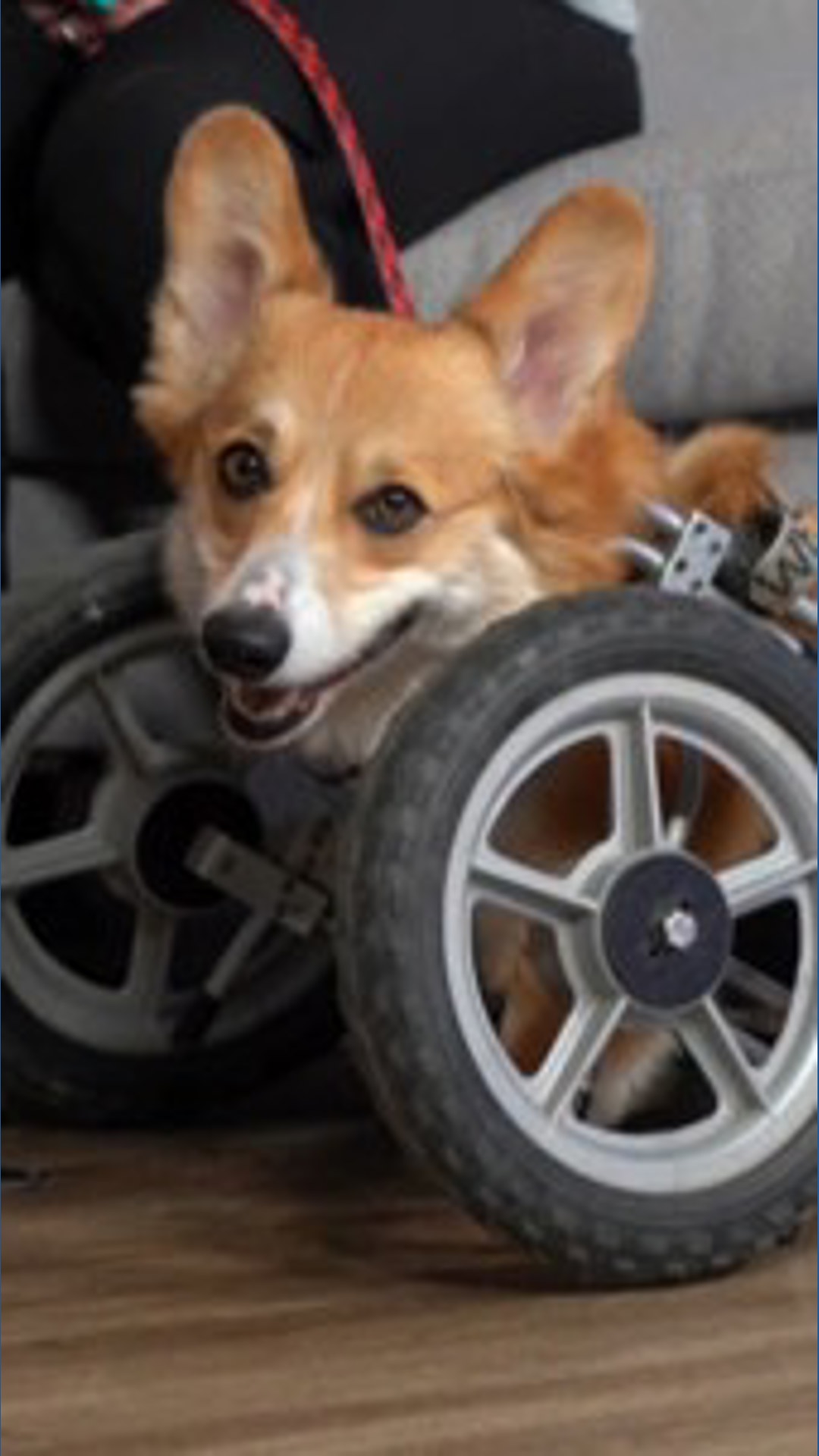 Spokane dog nominated for dog of the year | krem.com