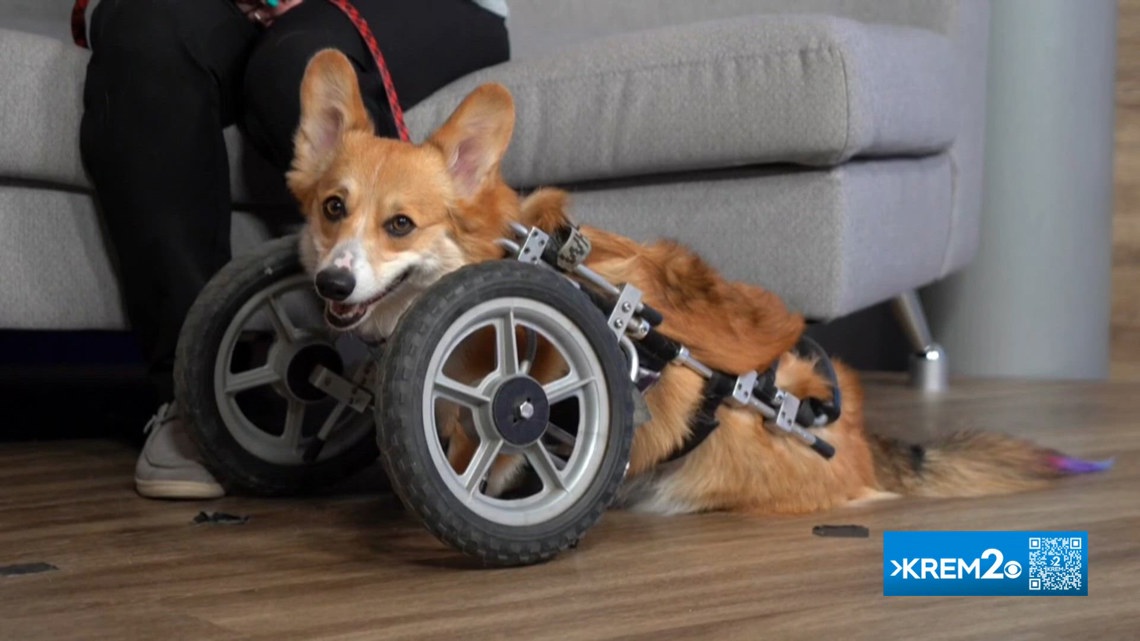 Spokane dog nominated for dog of the year | krem.com