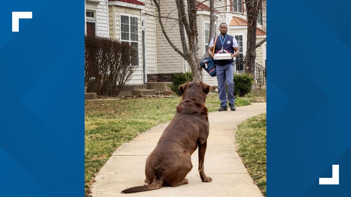 USPS launches Dog Bite Awareness campaign amid rise in dog attacks on ...