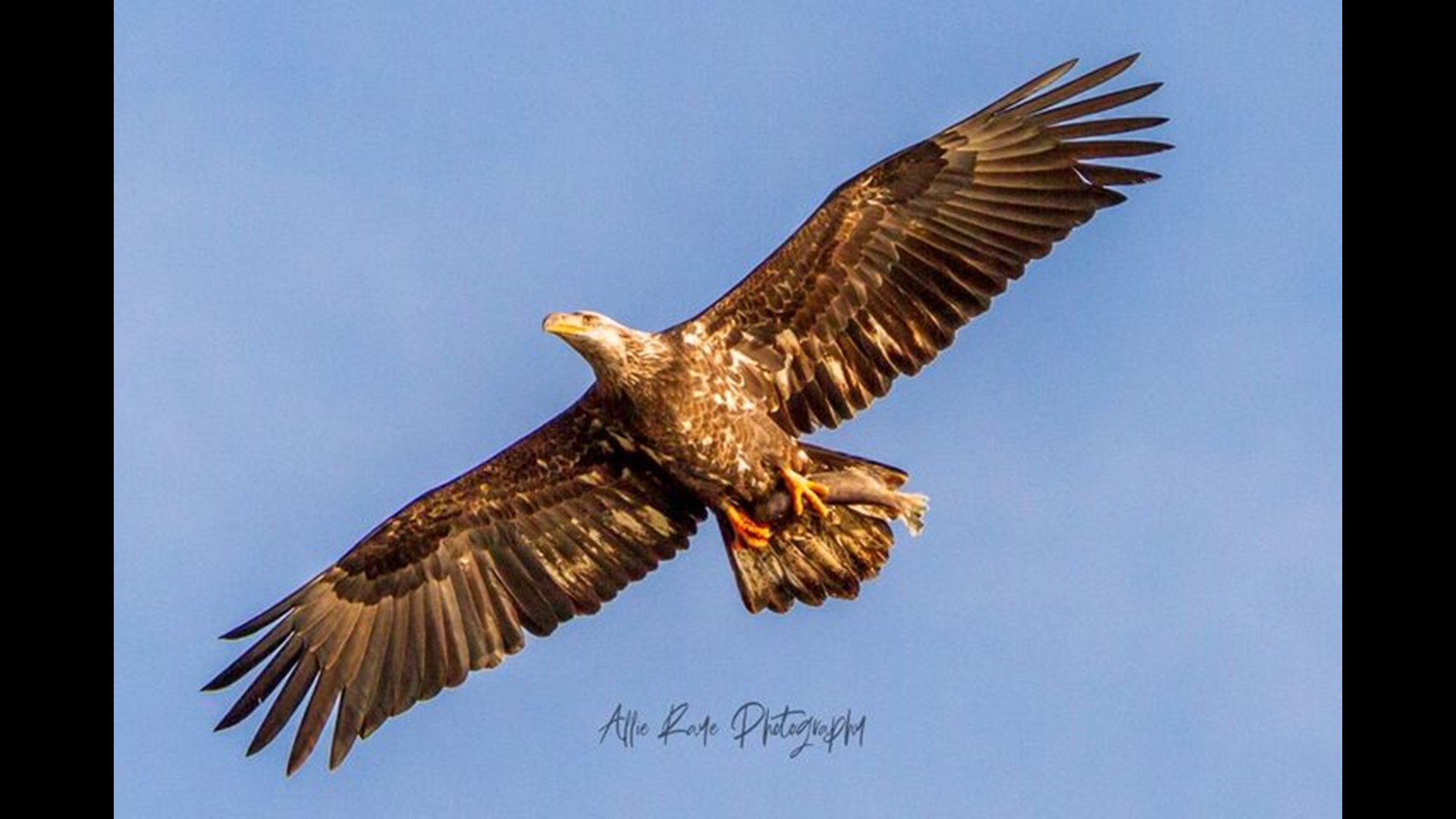 Bald eagles spotted at Higgins Point | krem.com