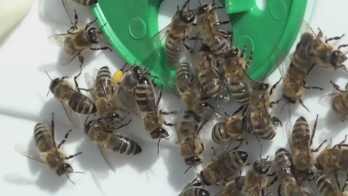 Taking a look at the Spokane Chiefs' 2025-26 regular season schedule ...