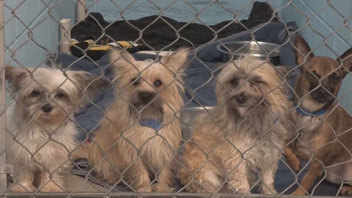85 dogs found abandoned in North Idaho home | krem.com