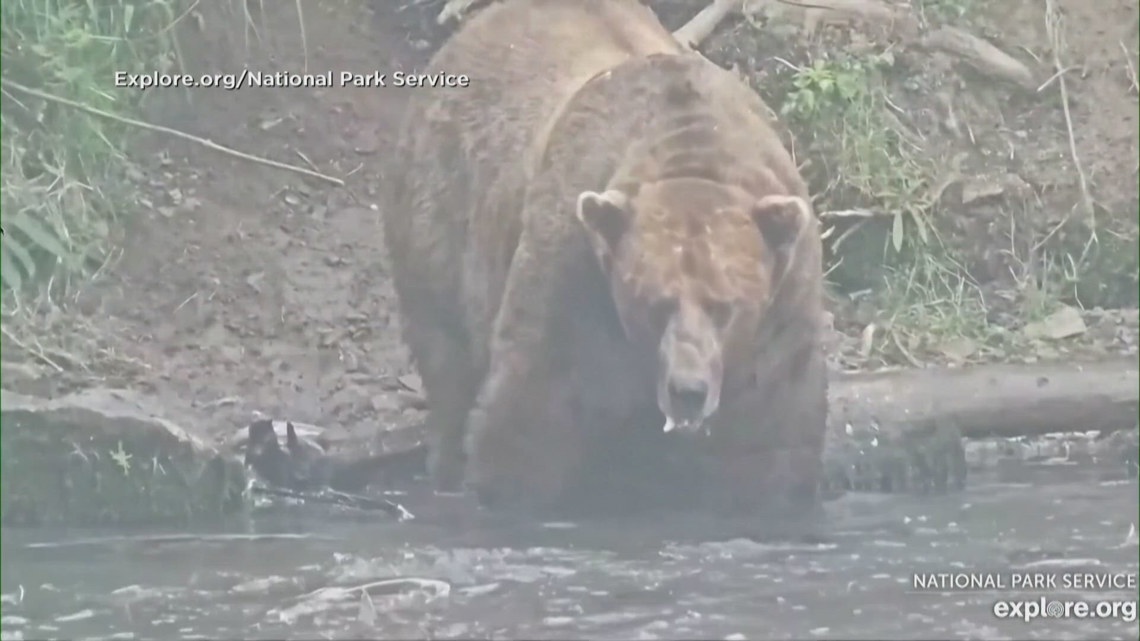 Chunk finally crowned Fat Bear Week champion after years as runner-up ...