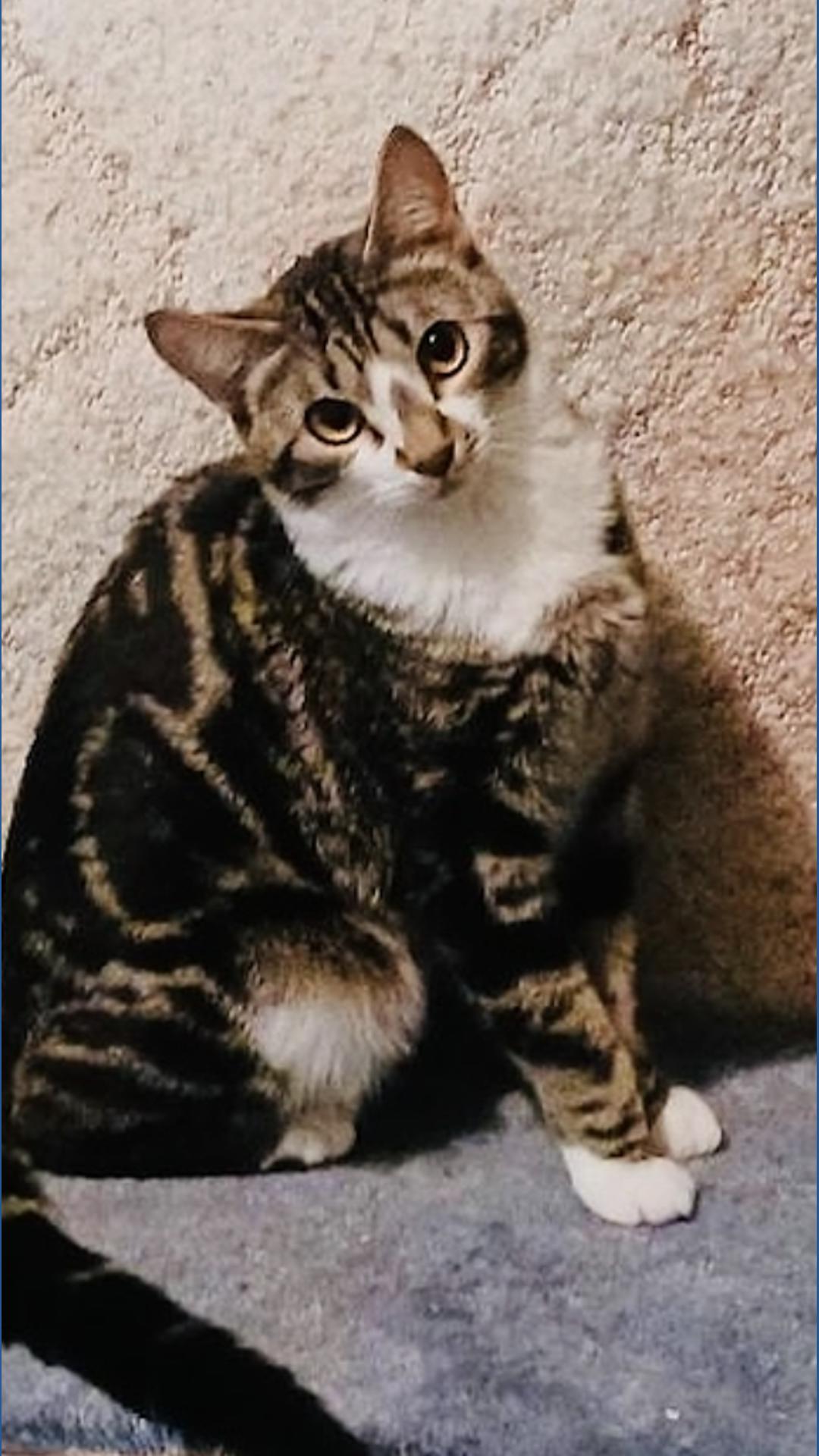 Silver Valley Cat Wranglers seeking community support after rescuing 15 ...