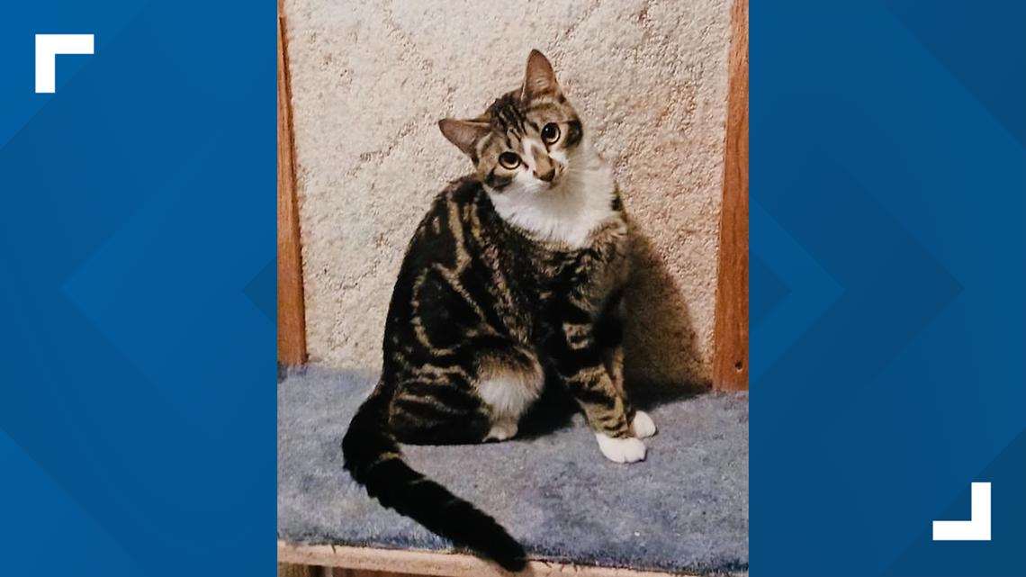 Silver Valley Cat Wranglers seeking community support after rescuing 15 ...