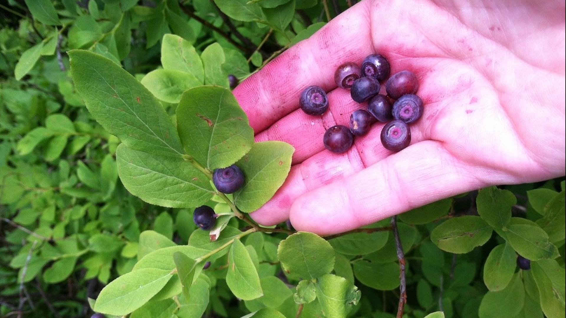 Tips for huckleberry foraging this summer | krem.com
